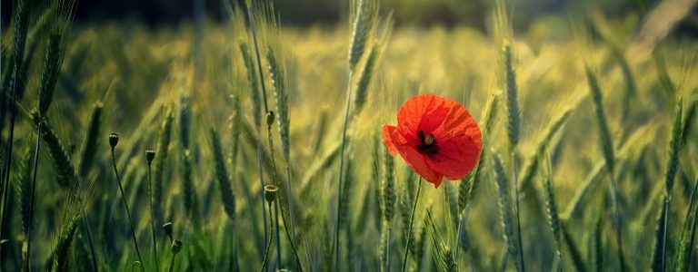 A simple poppy. CEO Message for Remembrance Day 2023. - Vasey RSL Care